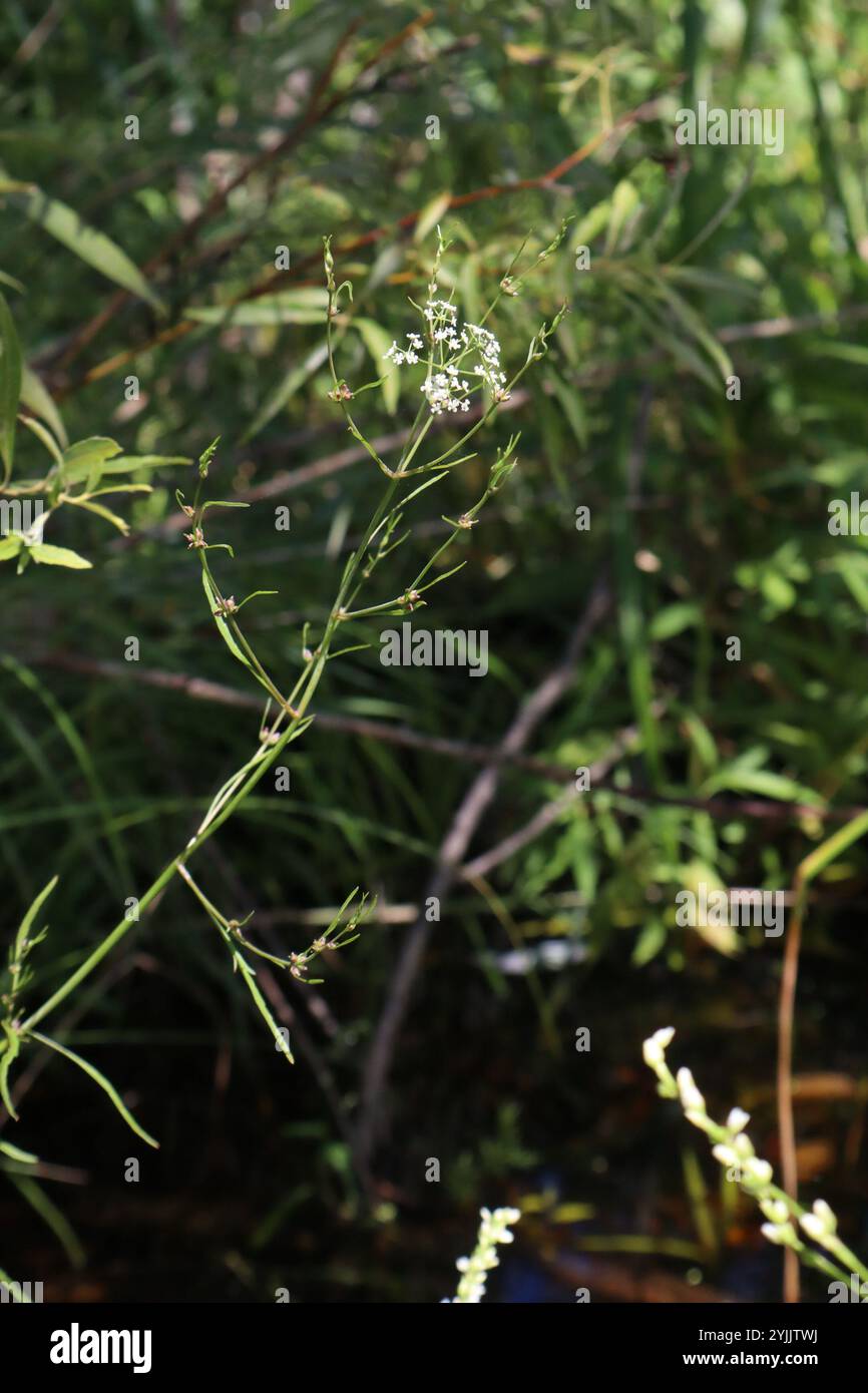bulblet-bearing water hemlock (Cicuta bulbifera Stock Photo - Alamy