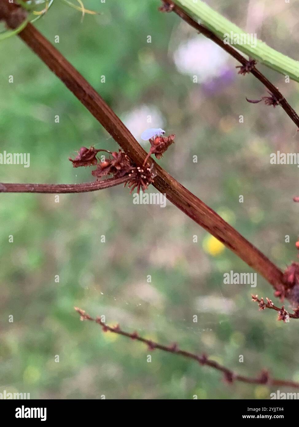 Dusty-winged Lacewings (Coniopterygidae Stock Photo - Alamy