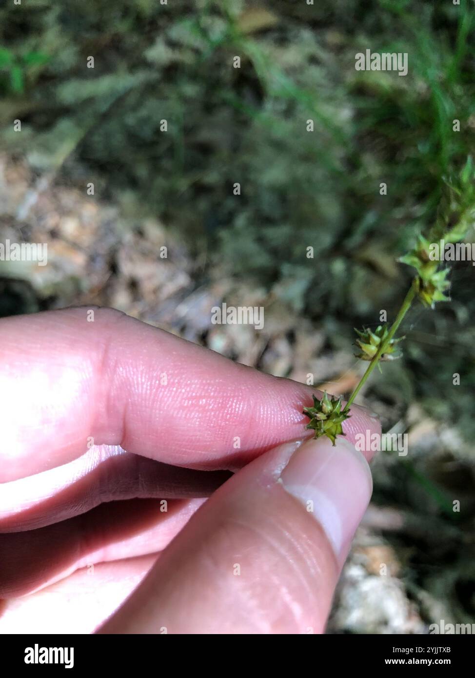 bur reed sedge (Carex sparganioides Stock Photo - Alamy