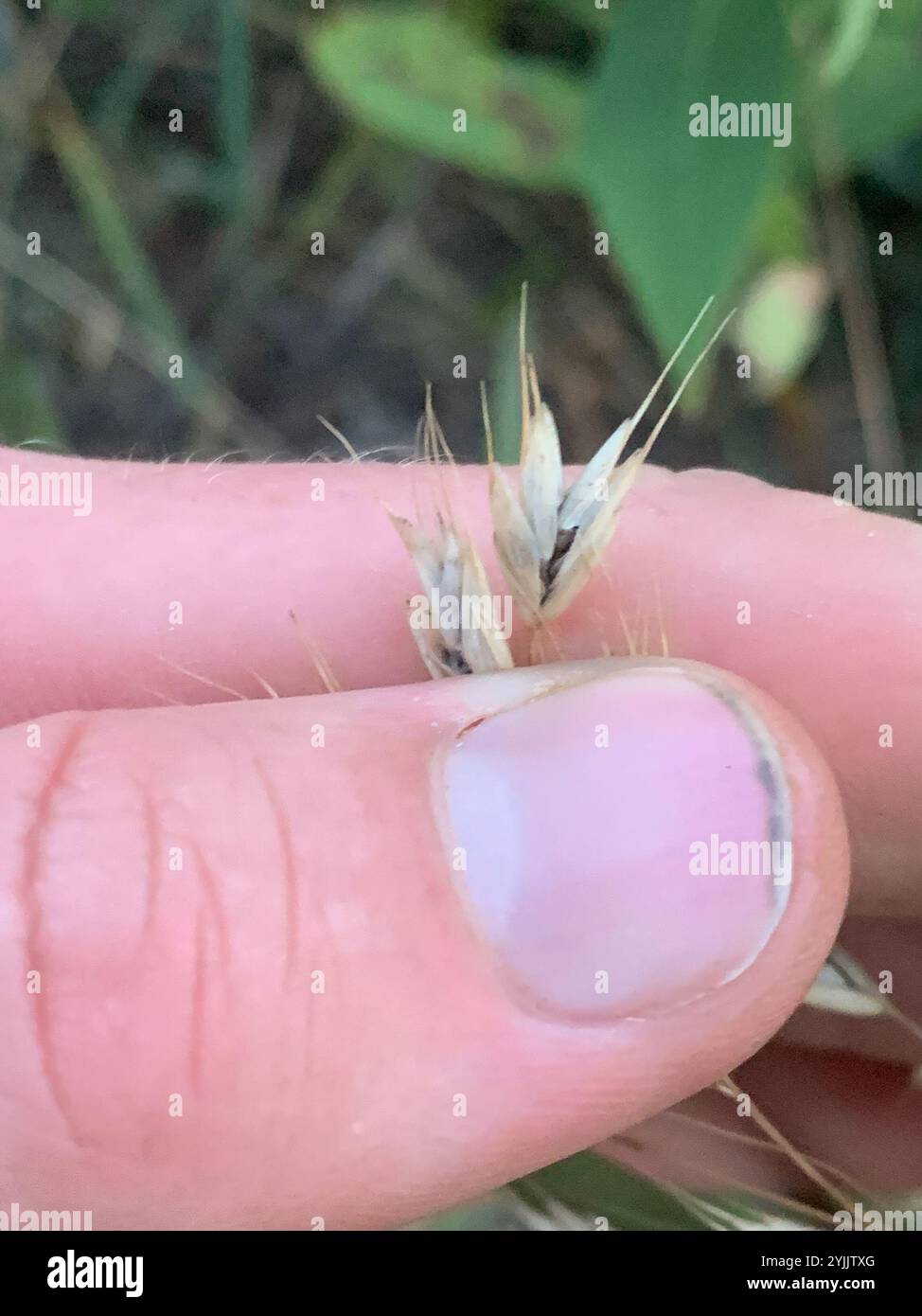 Japanese brome (Bromus japonicus Stock Photo - Alamy