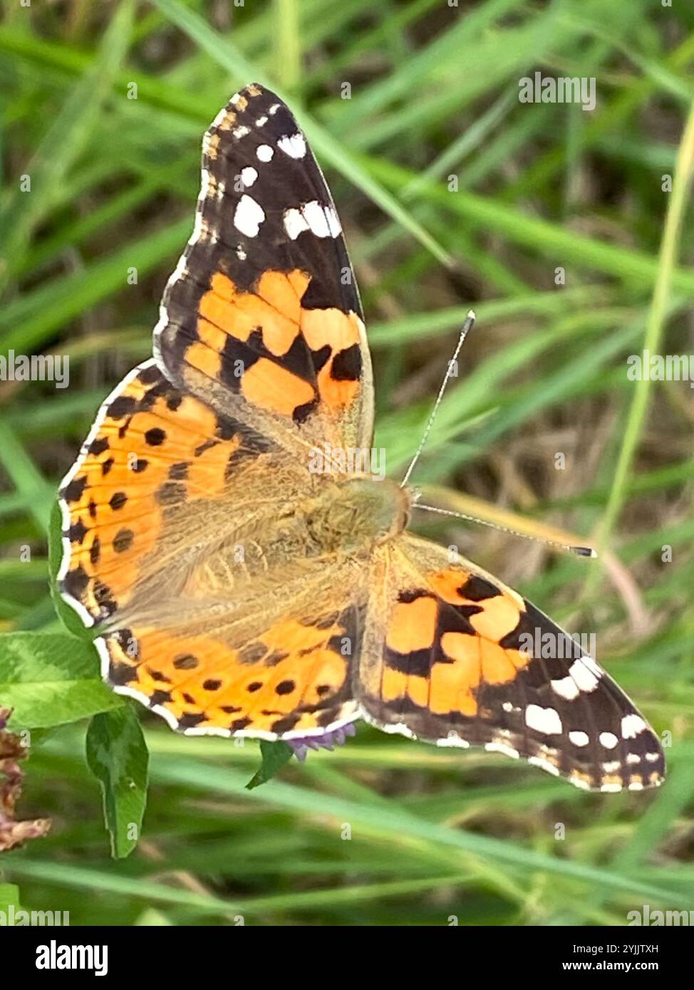 Painted Lady (Vanessa cardui Stock Photo - Alamy