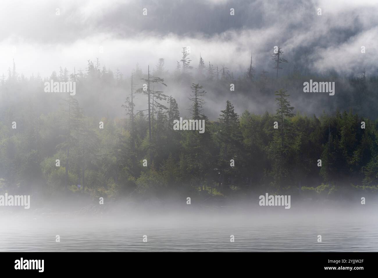 Western cedar trees and pine trees in the mist, Telegraph Cove ...