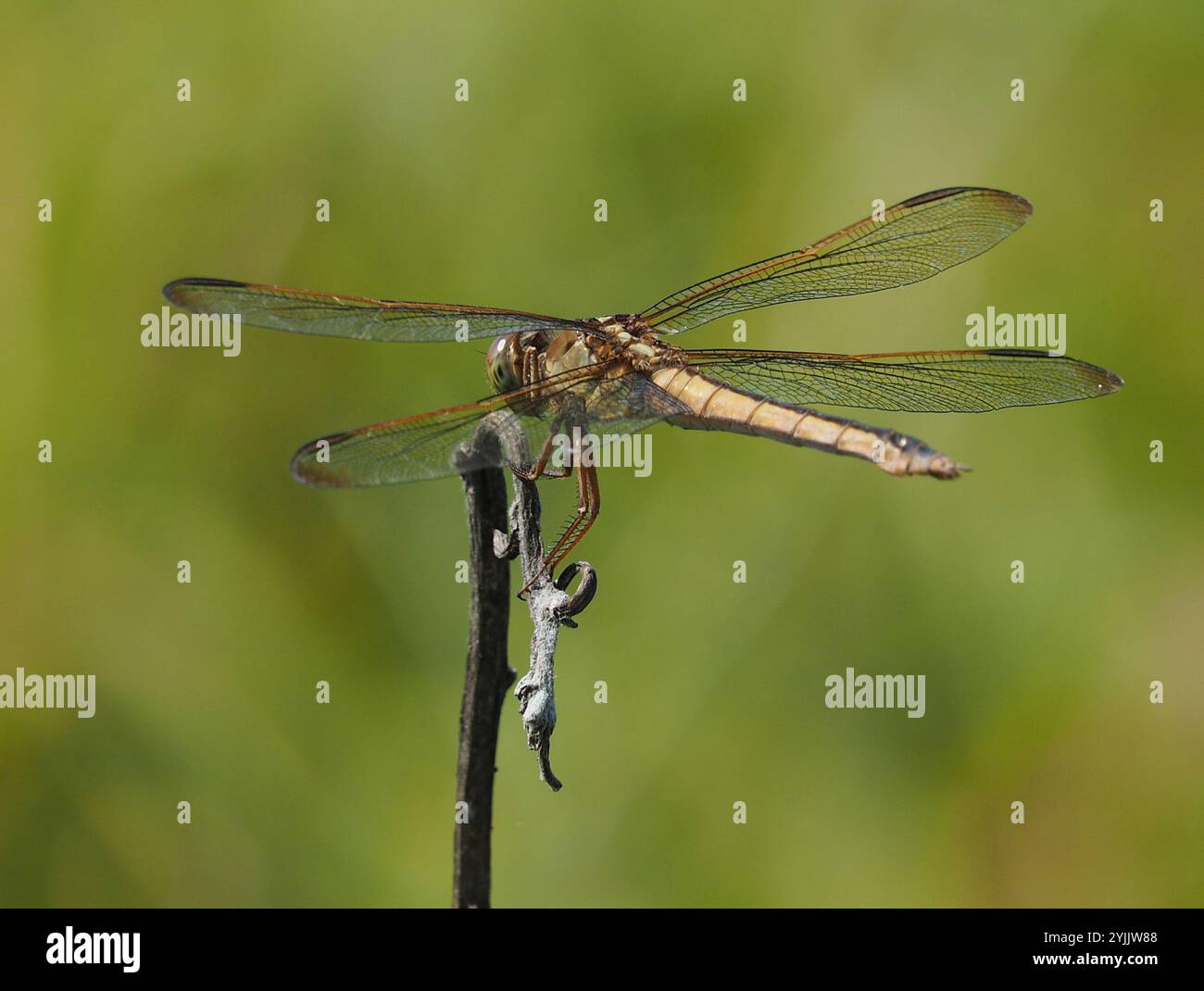 Needham's Skimmer (Libellula needhami Stock Photo - Alamy