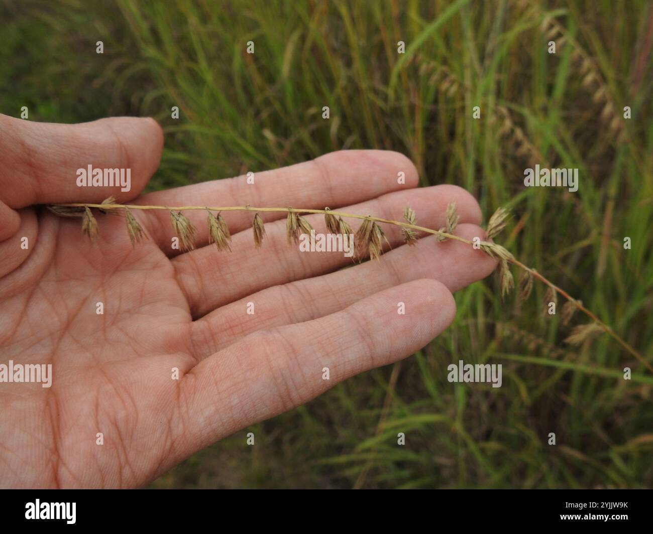 Sideoats Grama (Bouteloua curtipendula Stock Photo - Alamy