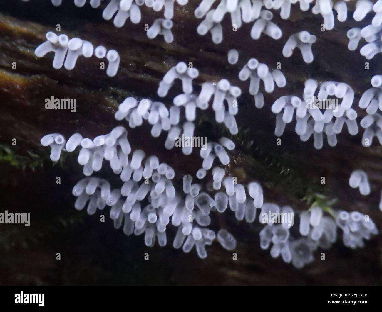 Honeycomb Coral Slime Mold (Ceratiomyxa fruticulosa Stock Photo - Alamy