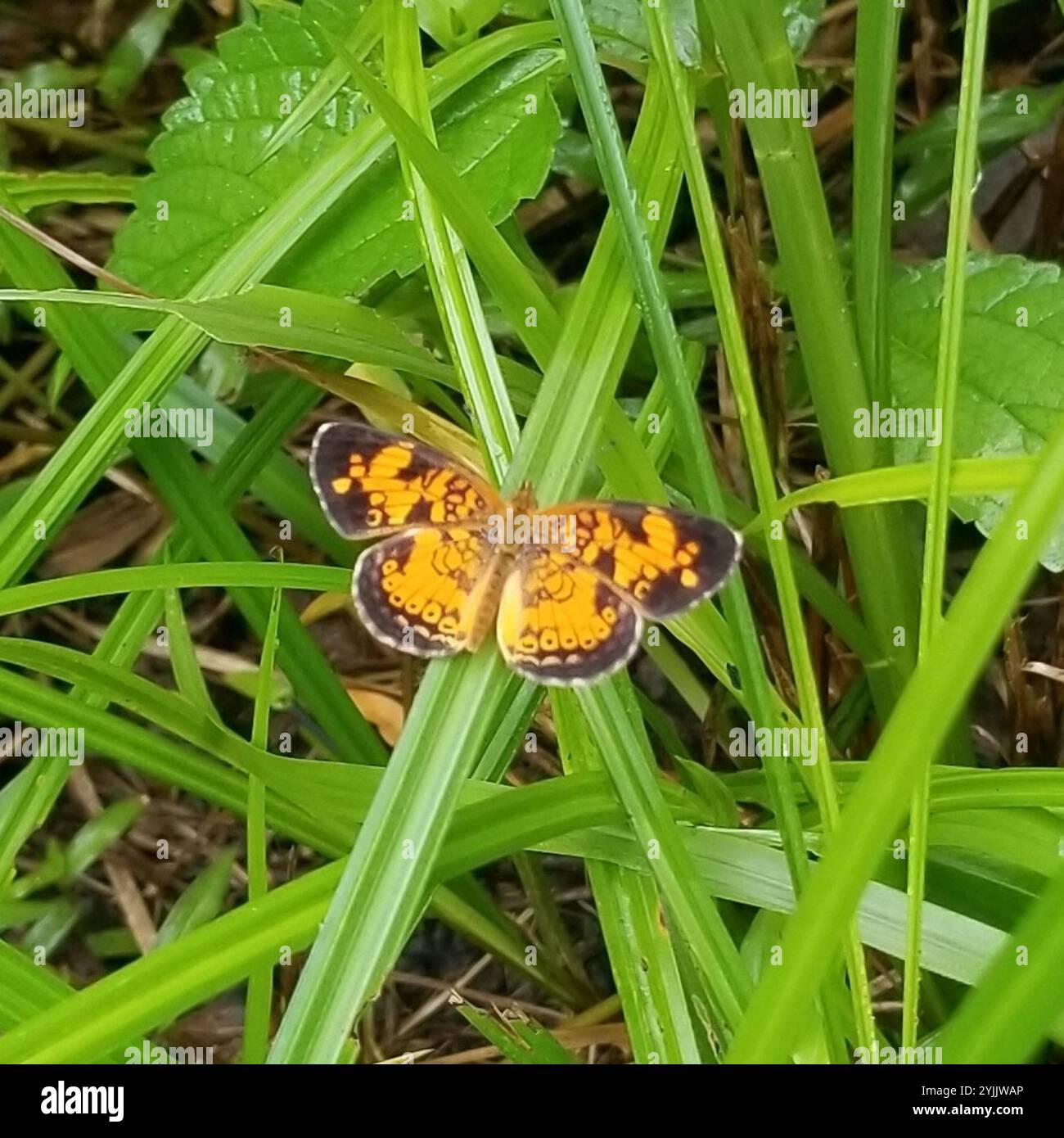 Pearl Crescent (Phyciodes tharos Stock Photo - Alamy