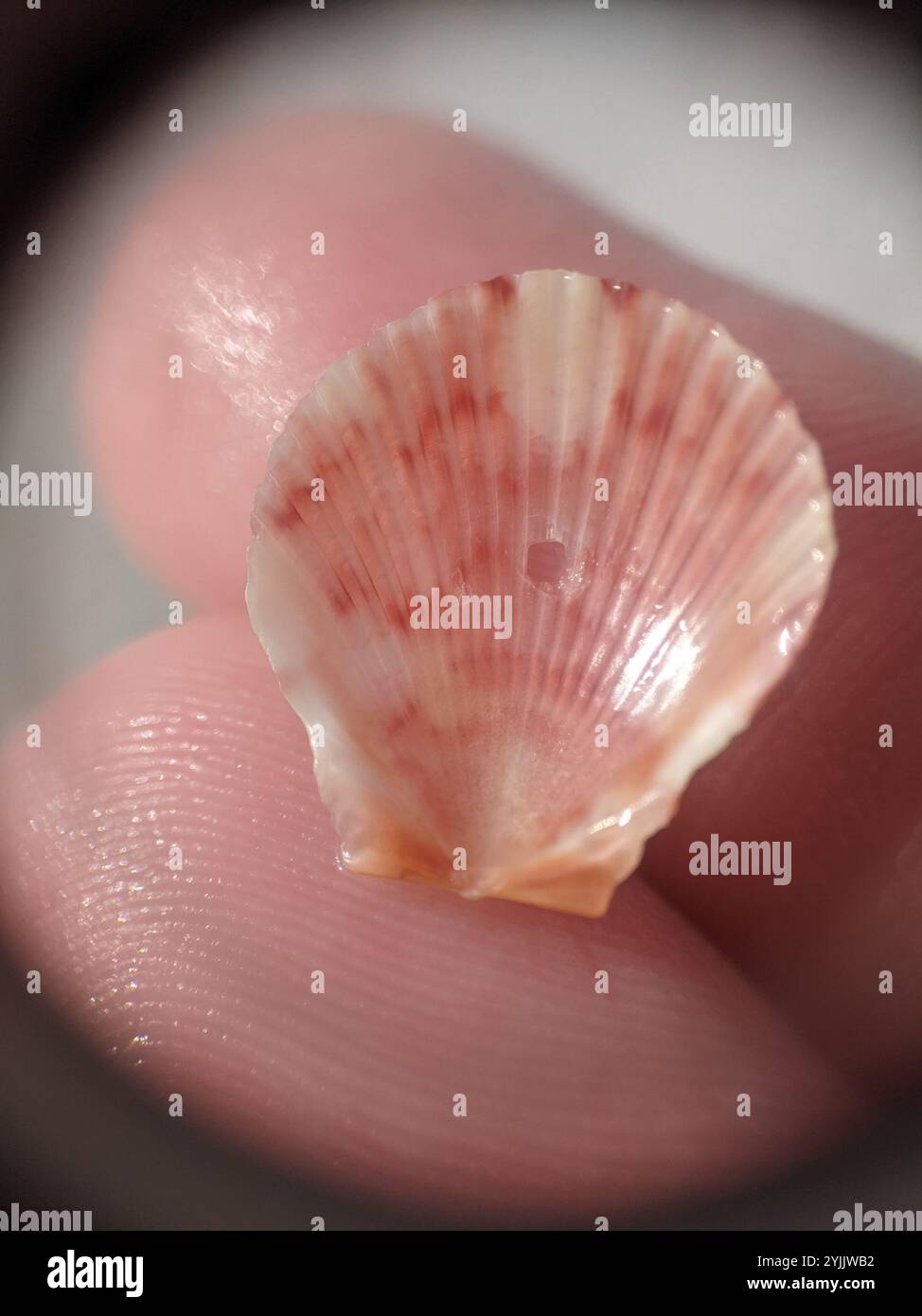 Atlantic Calico Scallop (Argopecten gibbus Stock Photo - Alamy