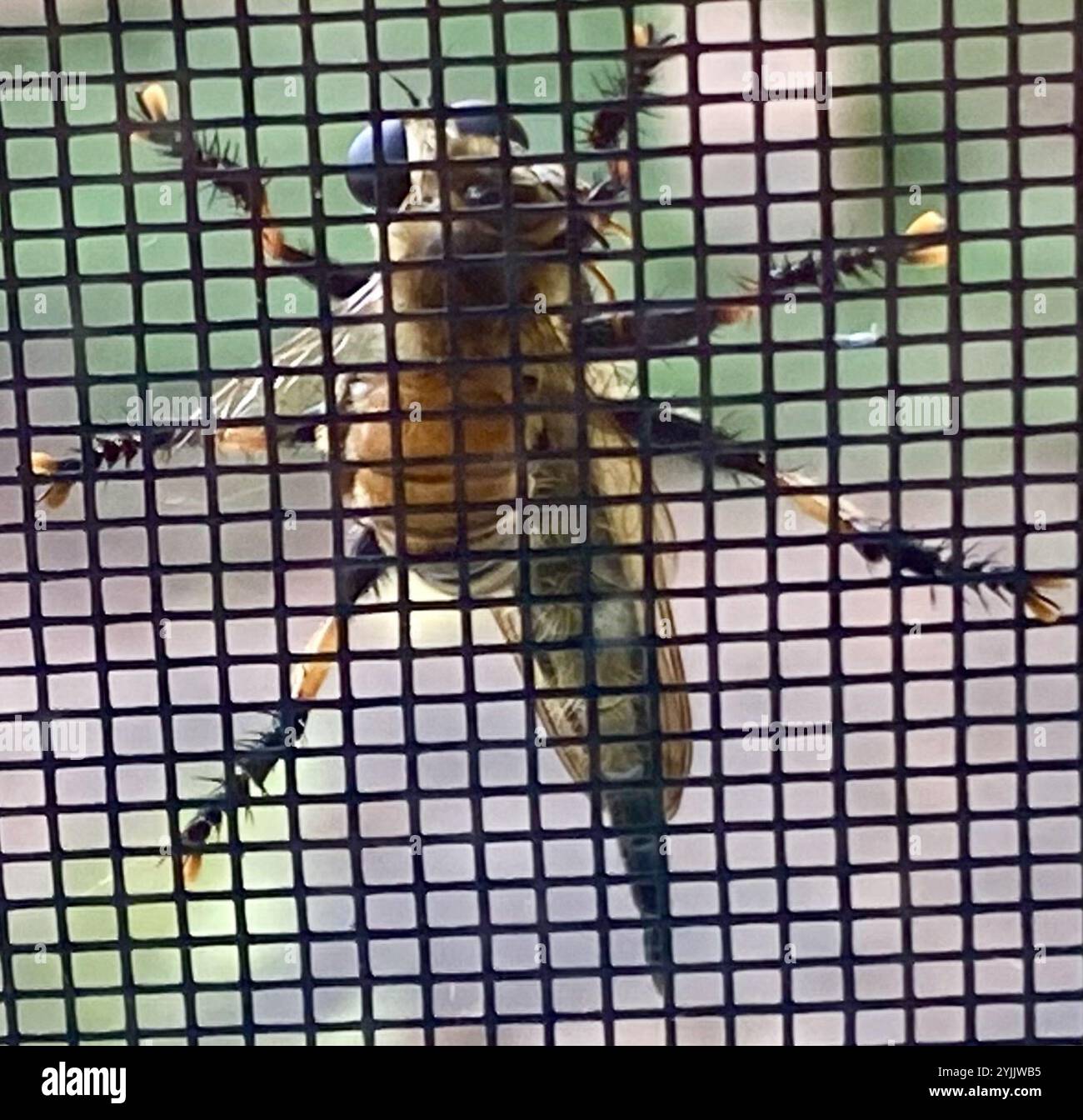 Red-footed Cannibal Fly (Promachus rufipes Stock Photo - Alamy