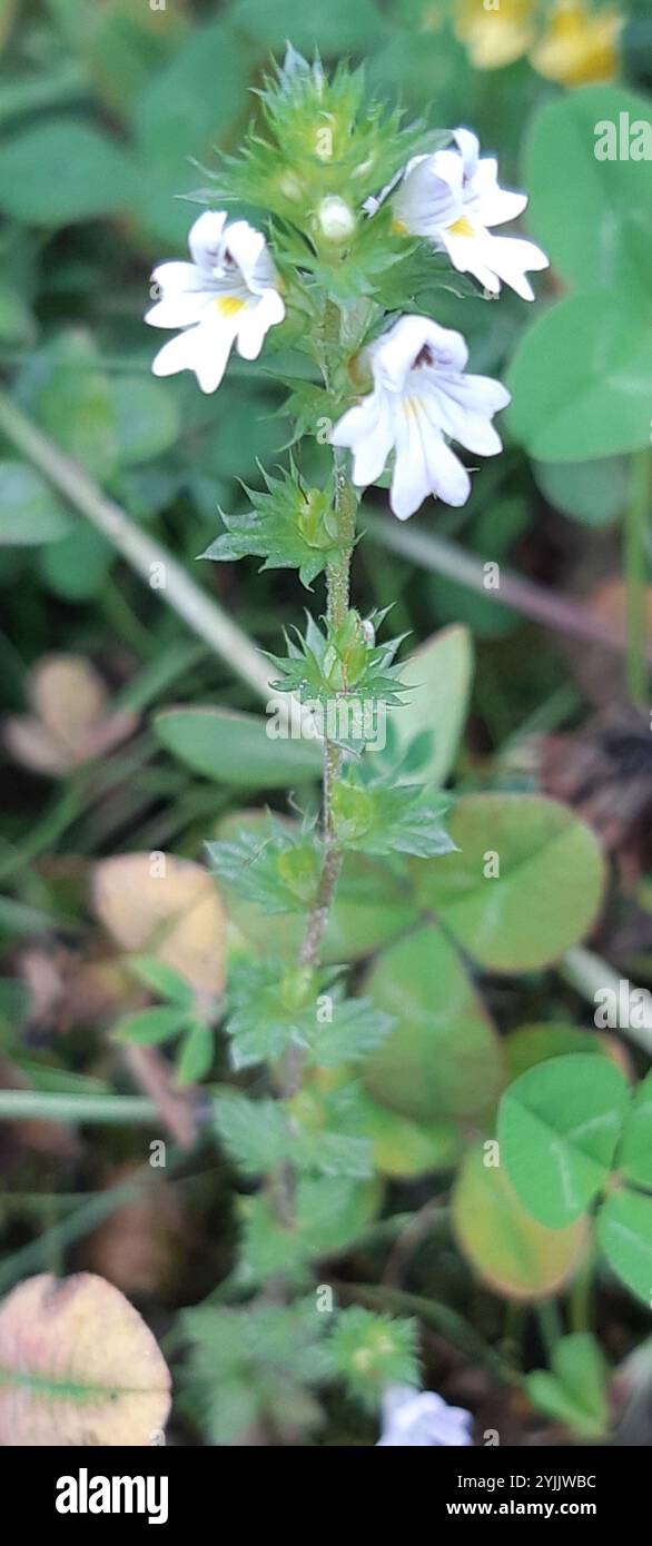 Common Eyebright (Euphrasia nemorosa Stock Photo - Alamy