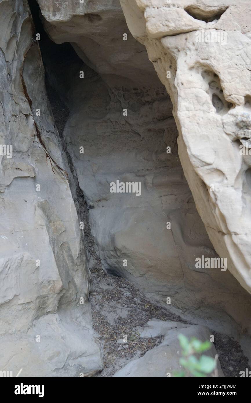 Bushy tailed woodrat hi-res stock photography and images - Alamy