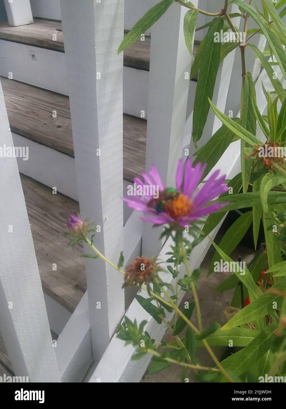 Brown-winged Striped Sweat Bee (Agapostemon splendens Stock Photo - Alamy