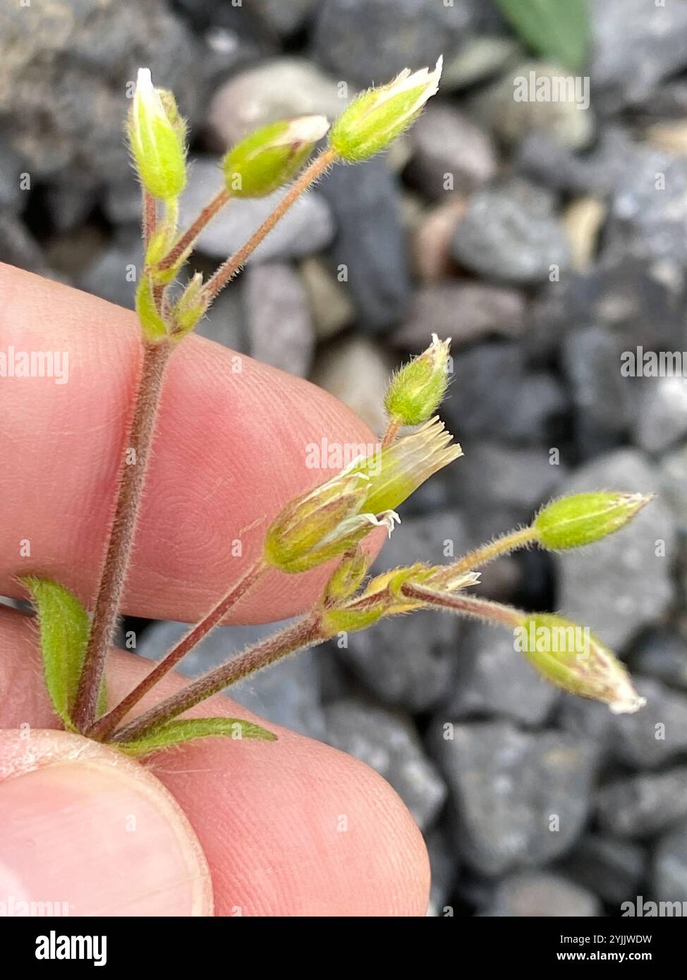 Common mouse-ear chickweed (Cerastium fontanum Stock Photo - Alamy