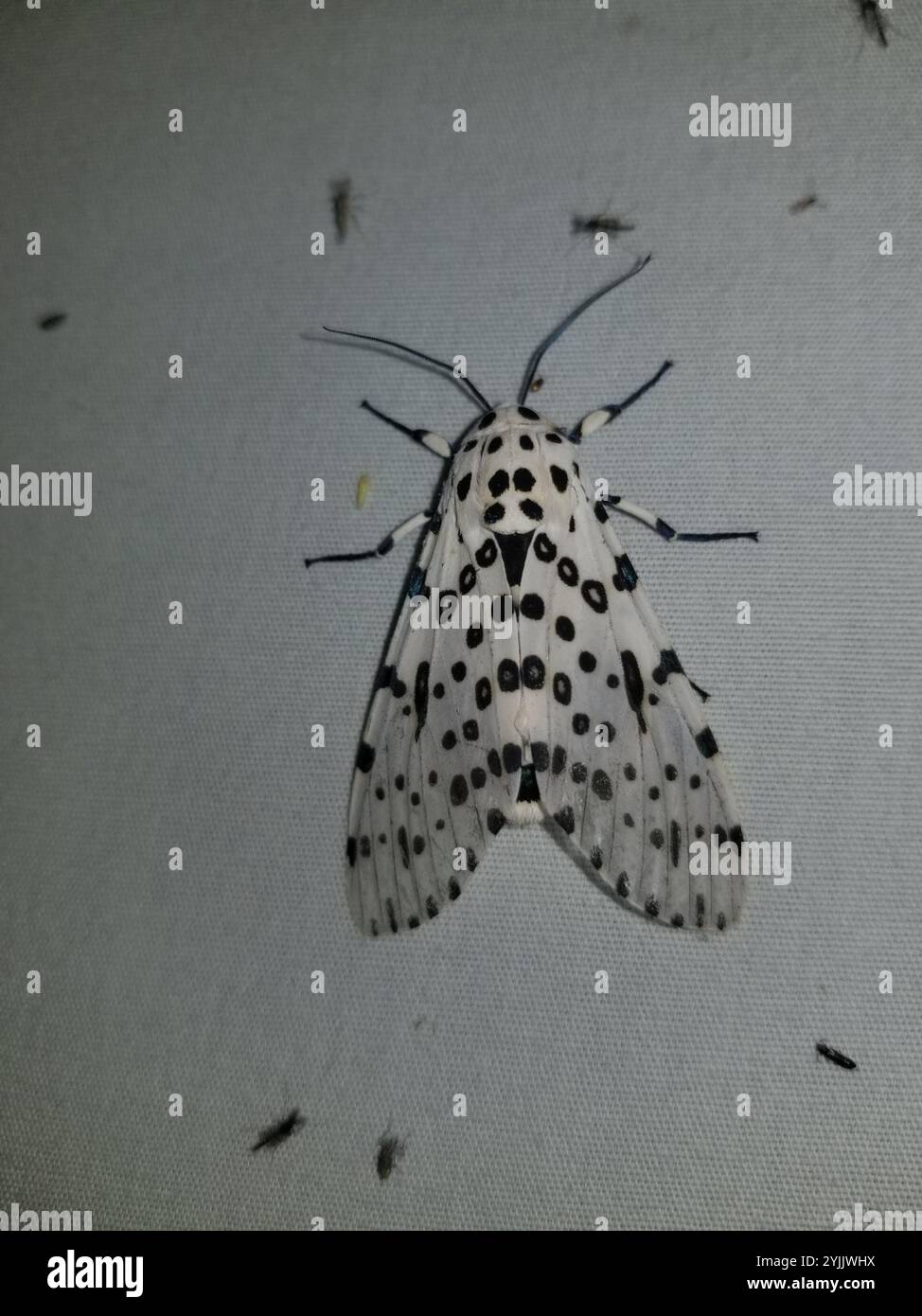 Giant Leopard Moth (Hypercompe scribonia Stock Photo - Alamy