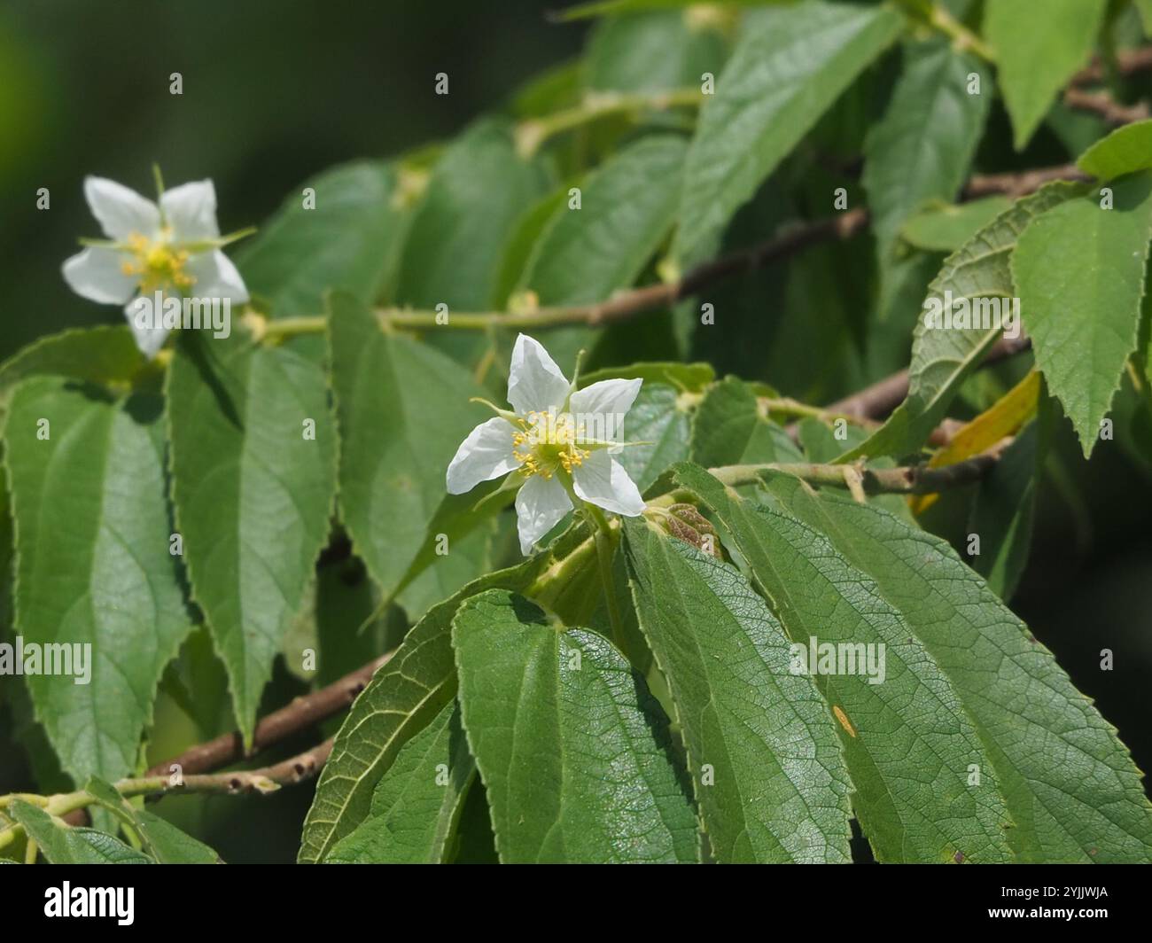 calabur tree (Muntingia calabura Stock Photo - Alamy