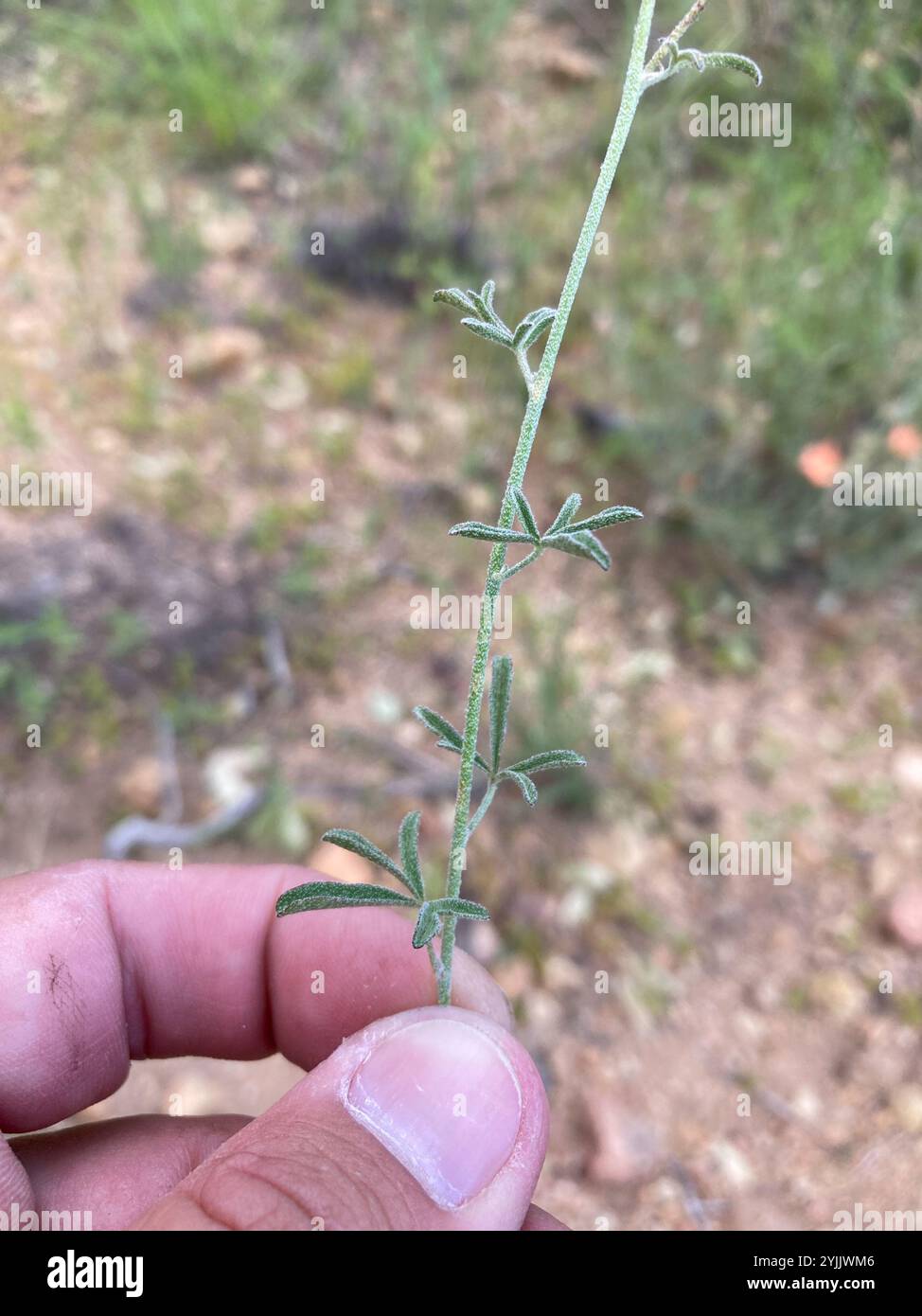 Juniper Globemallow (Sphaeralcea digitata Stock Photo - Alamy