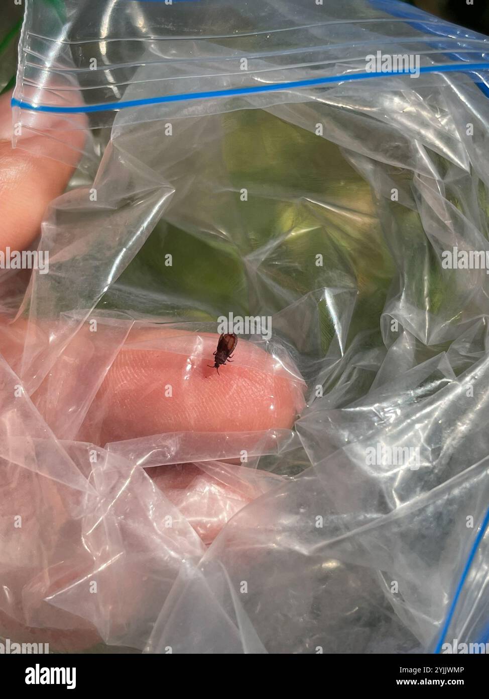 Aradidae hi-res stock photography and images - Alamy