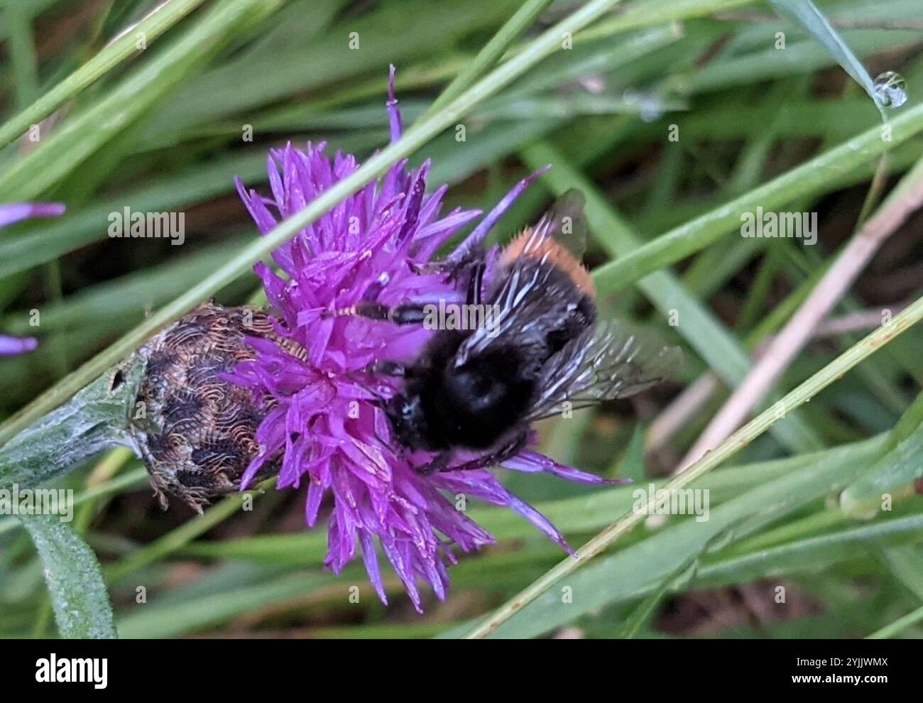 Red-tailed Bumble Bee (Bombus lapidarius Stock Photo - Alamy