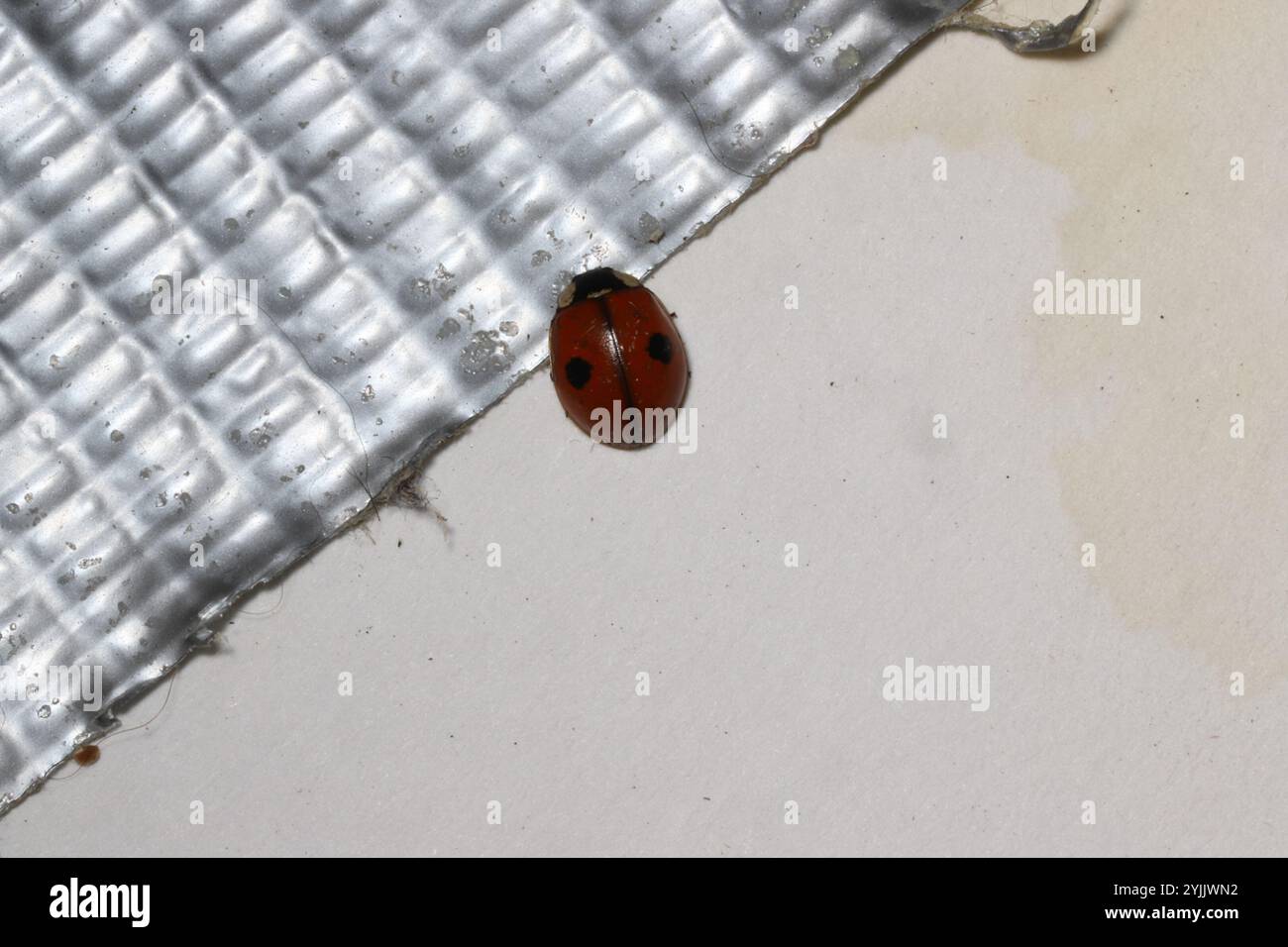 Two-spotted Lady Beetle (Adalia bipunctata Stock Photo - Alamy