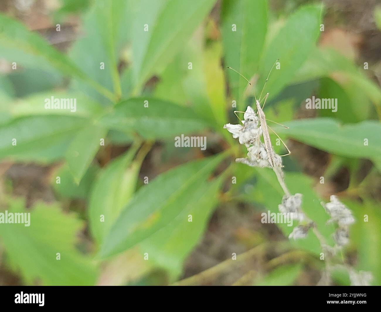 straw stiltbug (Neides tipularius Stock Photo - Alamy