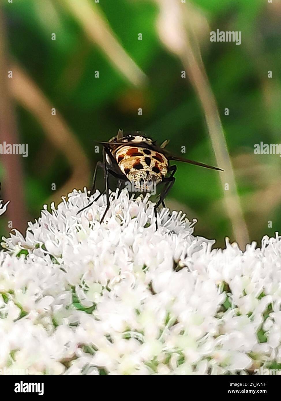 Graphomya maculata hi-res stock photography and images - Alamy