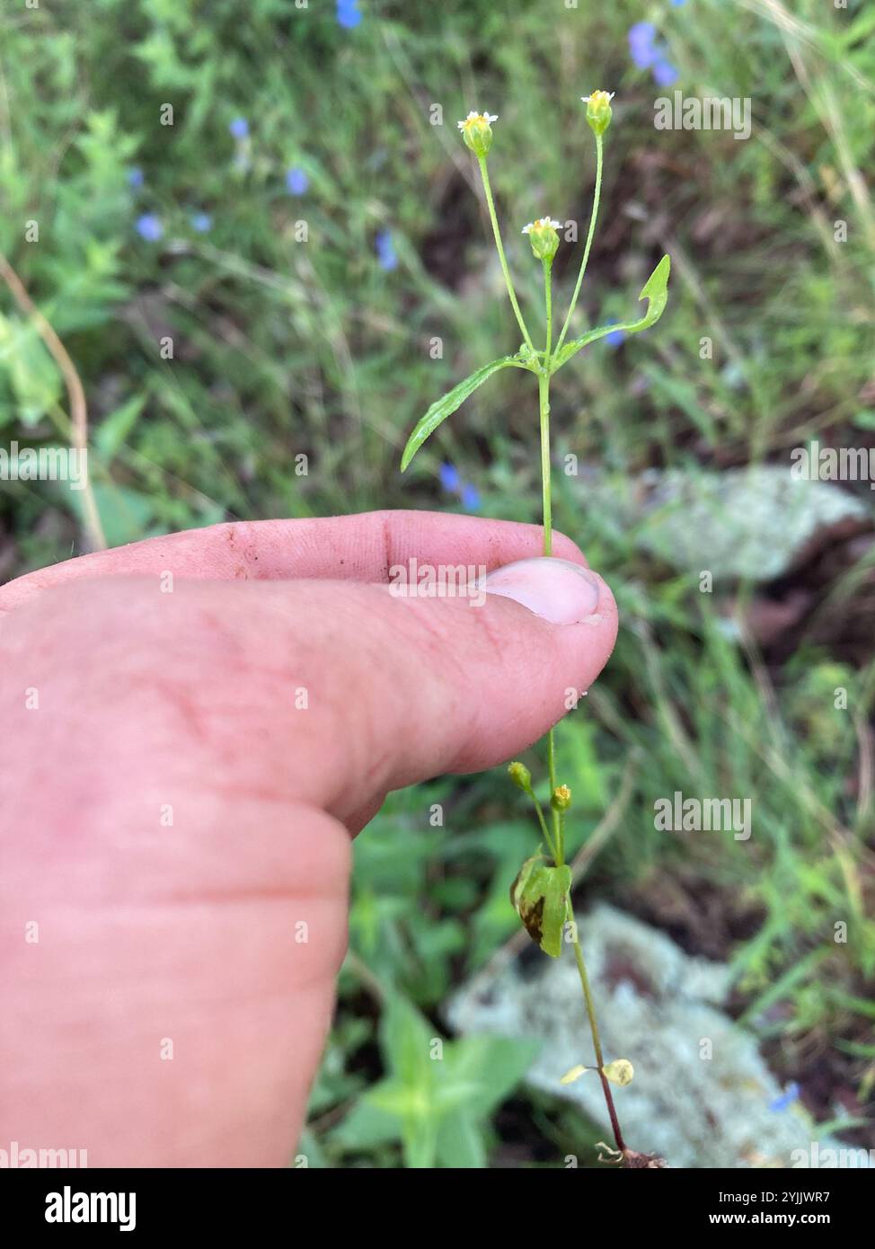 Gallant Soldier (Galinsoga parviflora Stock Photo - Alamy