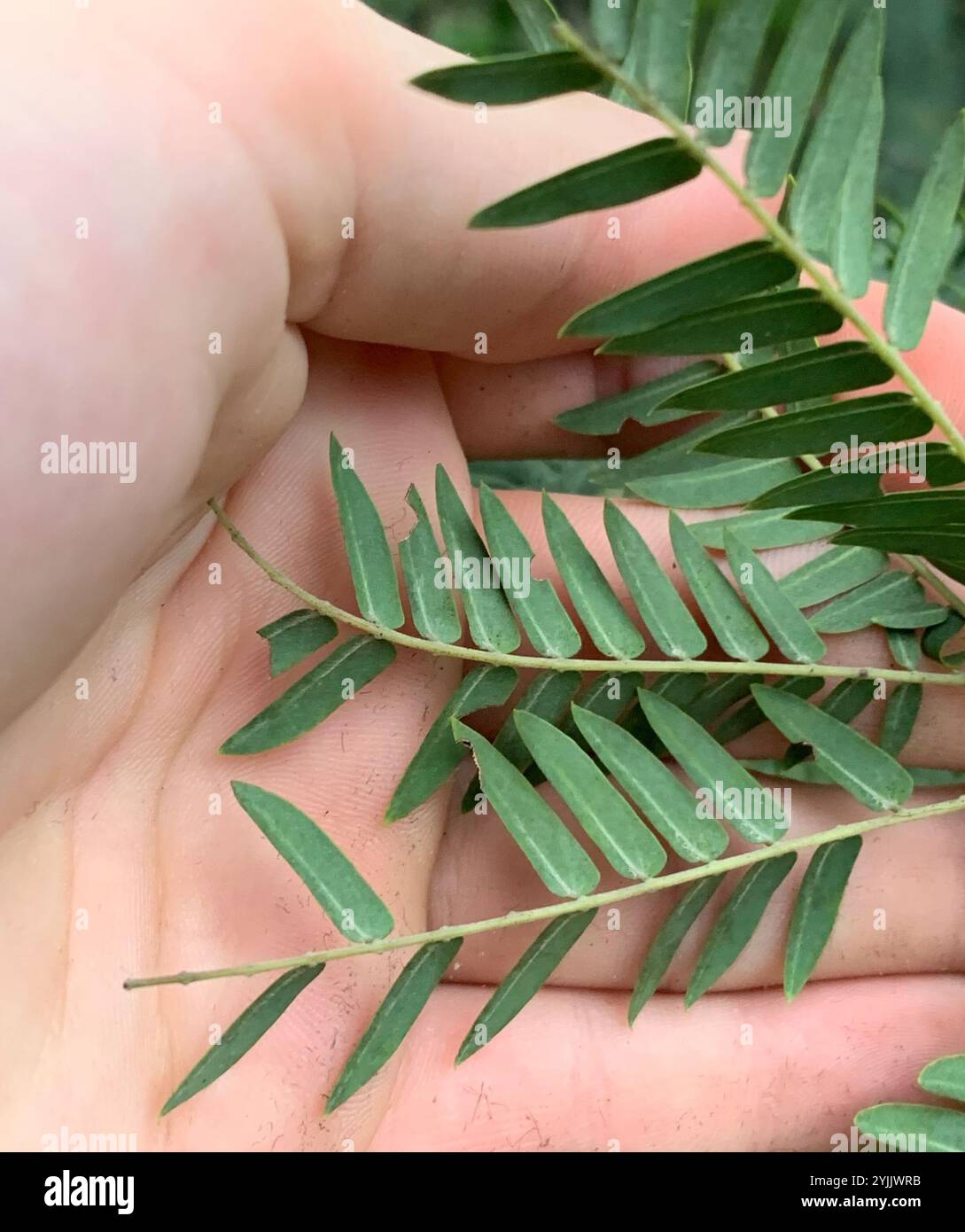 Pacara Earpod Tree (Enterolobium contortisiliquum Stock Photo - Alamy