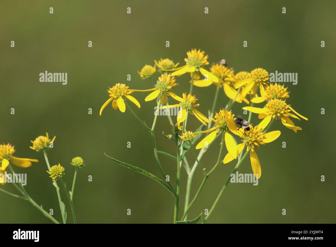 Wingstem (Verbesina alternifolia Stock Photo - Alamy
