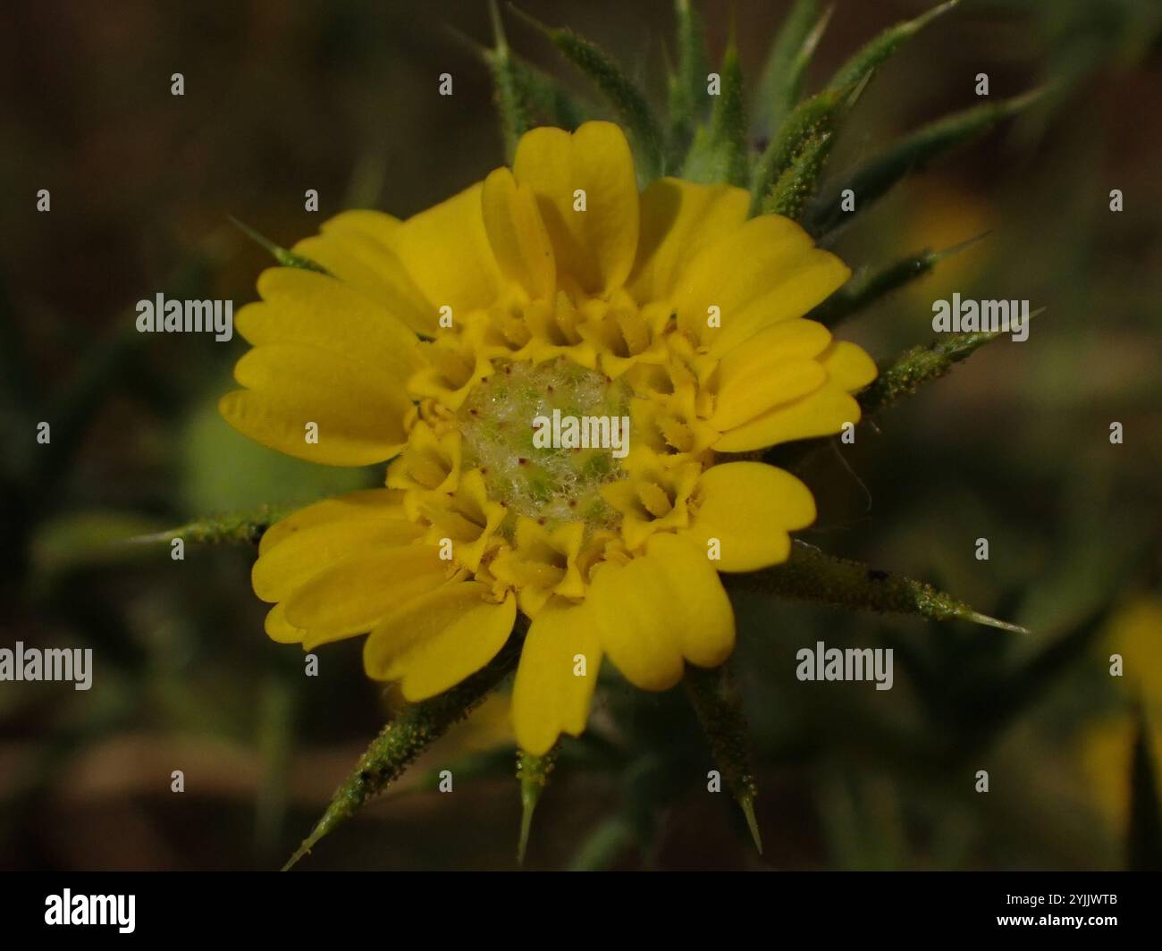 pappose tarplant (Centromadia parryi parryi Stock Photo - Alamy
