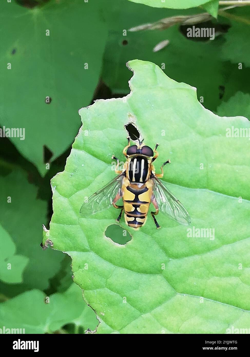 Sun Fly (Helophilus pendulus Stock Photo - Alamy