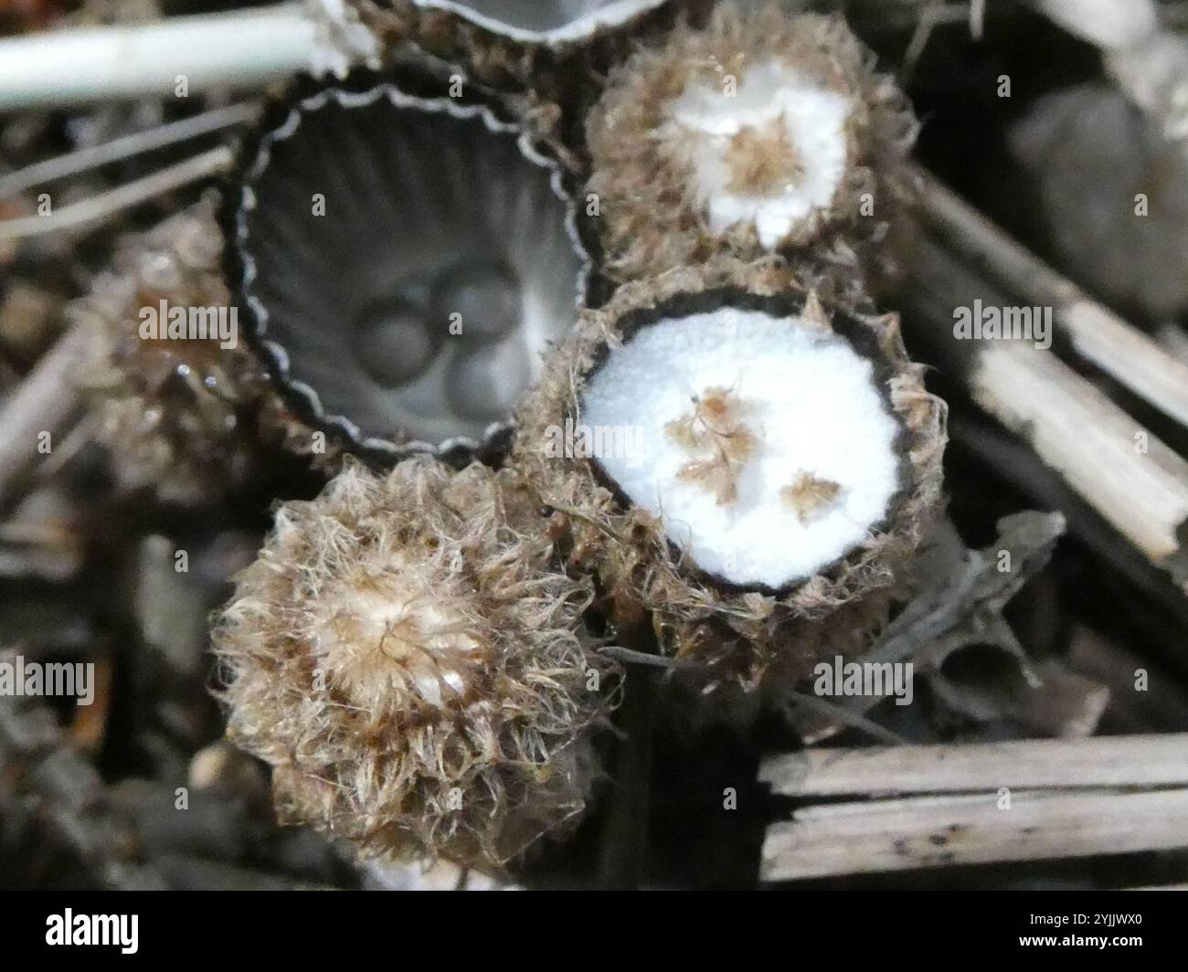 fluted bird's nest fungus (Cyathus striatus Stock Photo - Alamy