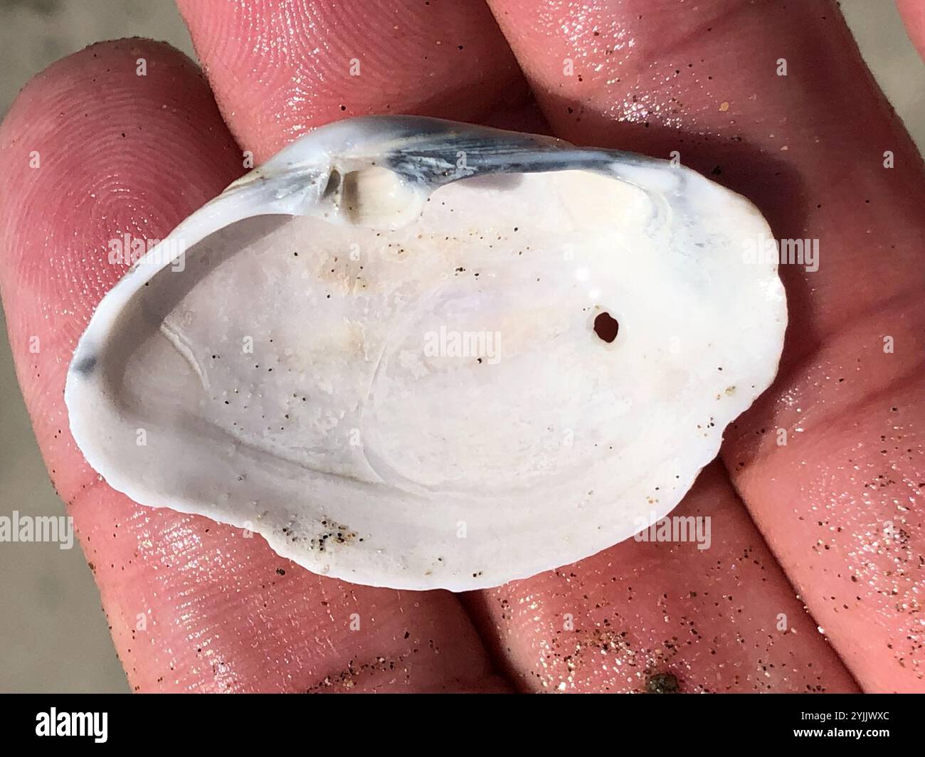 Pacific Gaper (Tresus nuttallii Stock Photo - Alamy