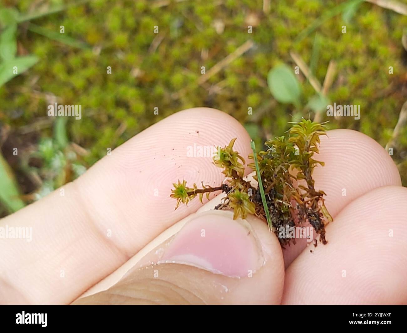 Star Moss (Syntrichia ruralis Stock Photo - Alamy
