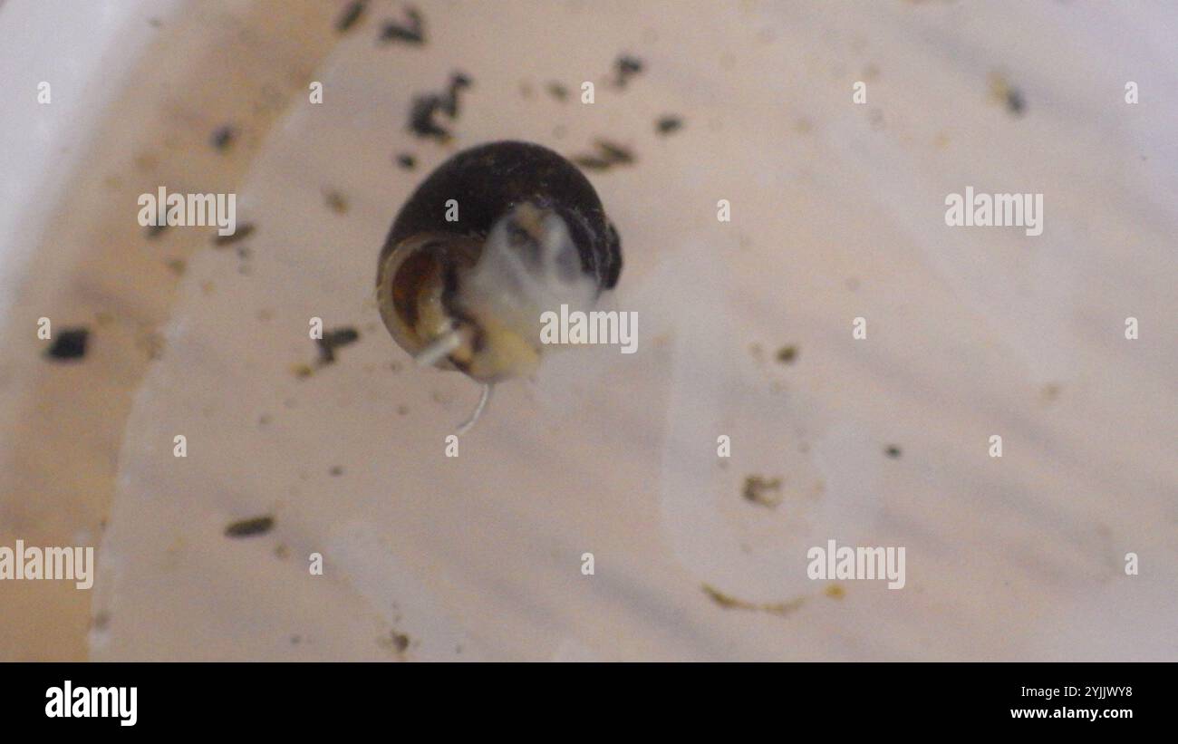 Hydrobiid Mud Snails (Hydrobiidae Stock Photo - Alamy