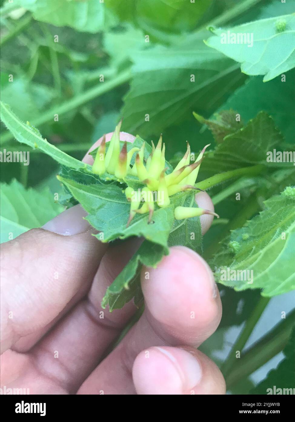 Grape Tube Gallmaker (Ampelomyia viticola Stock Photo - Alamy