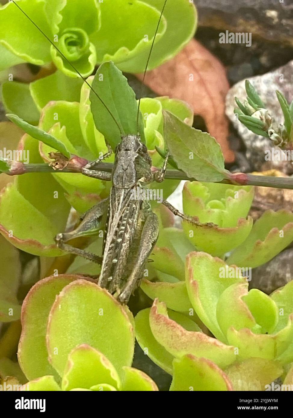 Grey Bush-cricket (Platycleis albopunctata Stock Photo - Alamy