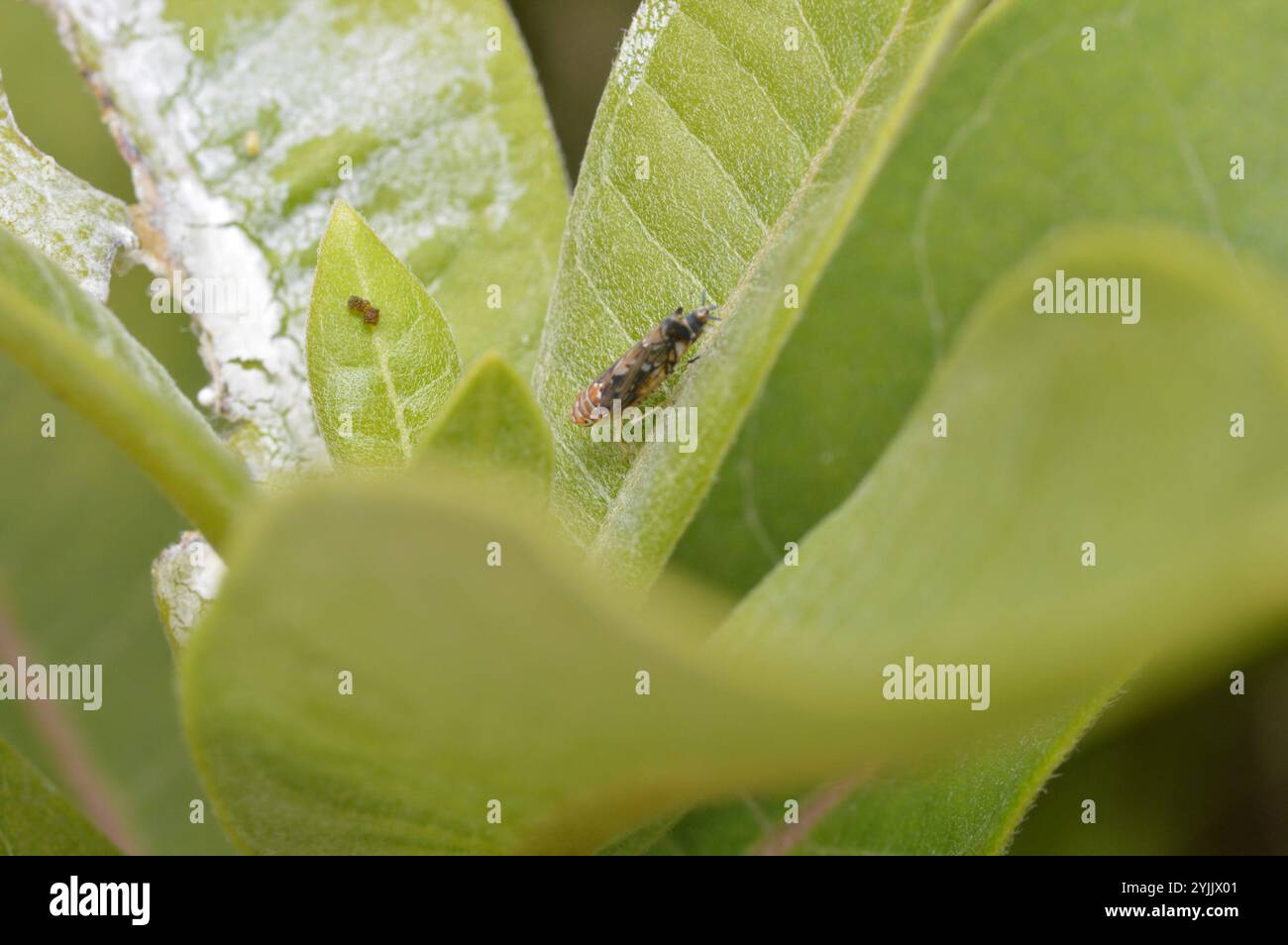 Scaphoideus hi-res stock photography and images - Alamy