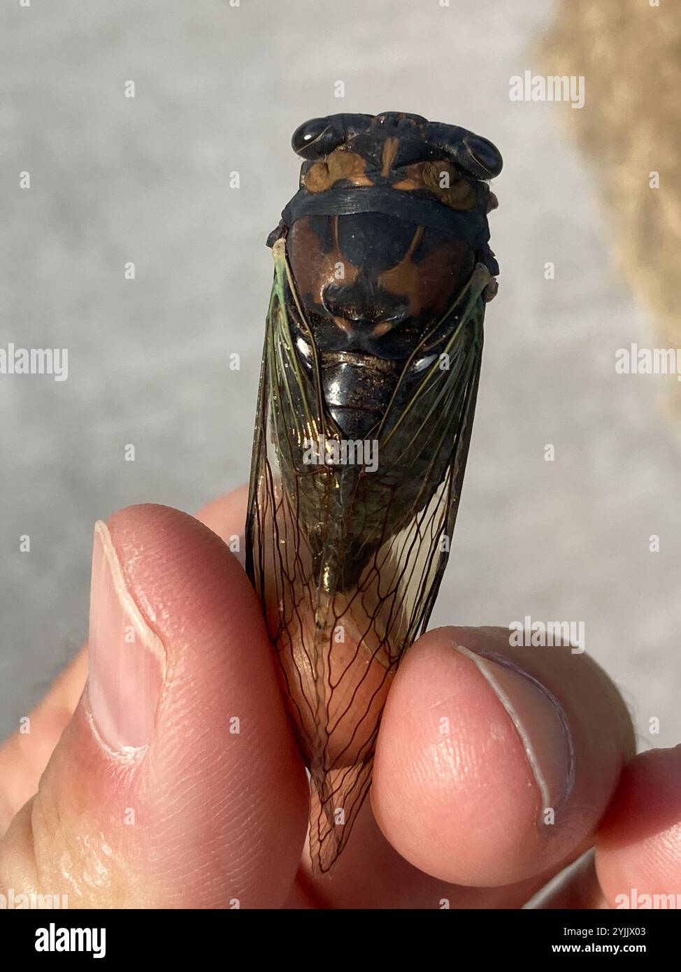 Neotibicen lyricen hi-res stock photography and images - Alamy