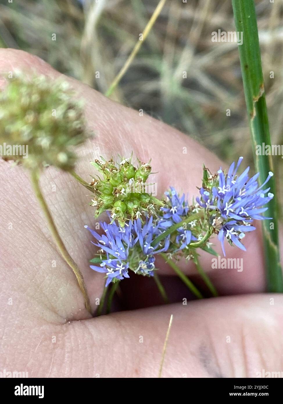 Sheep's-bit (Jasione montana Stock Photo - Alamy