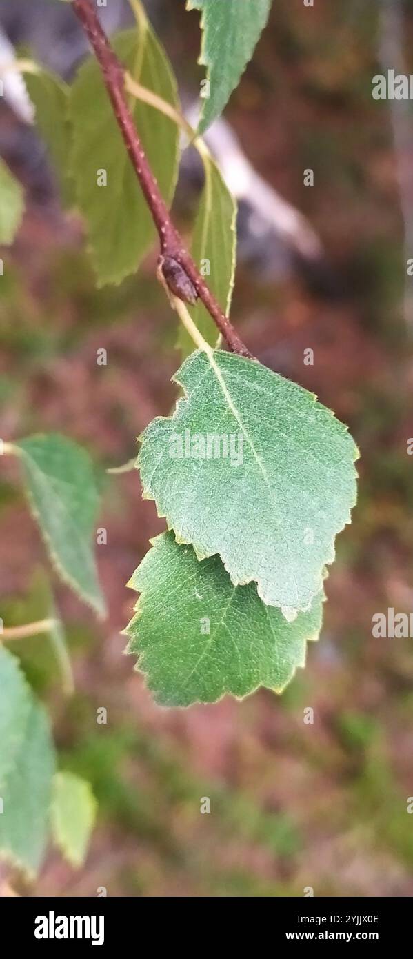 northern birch (Betula pubescens pumila Stock Photo - Alamy