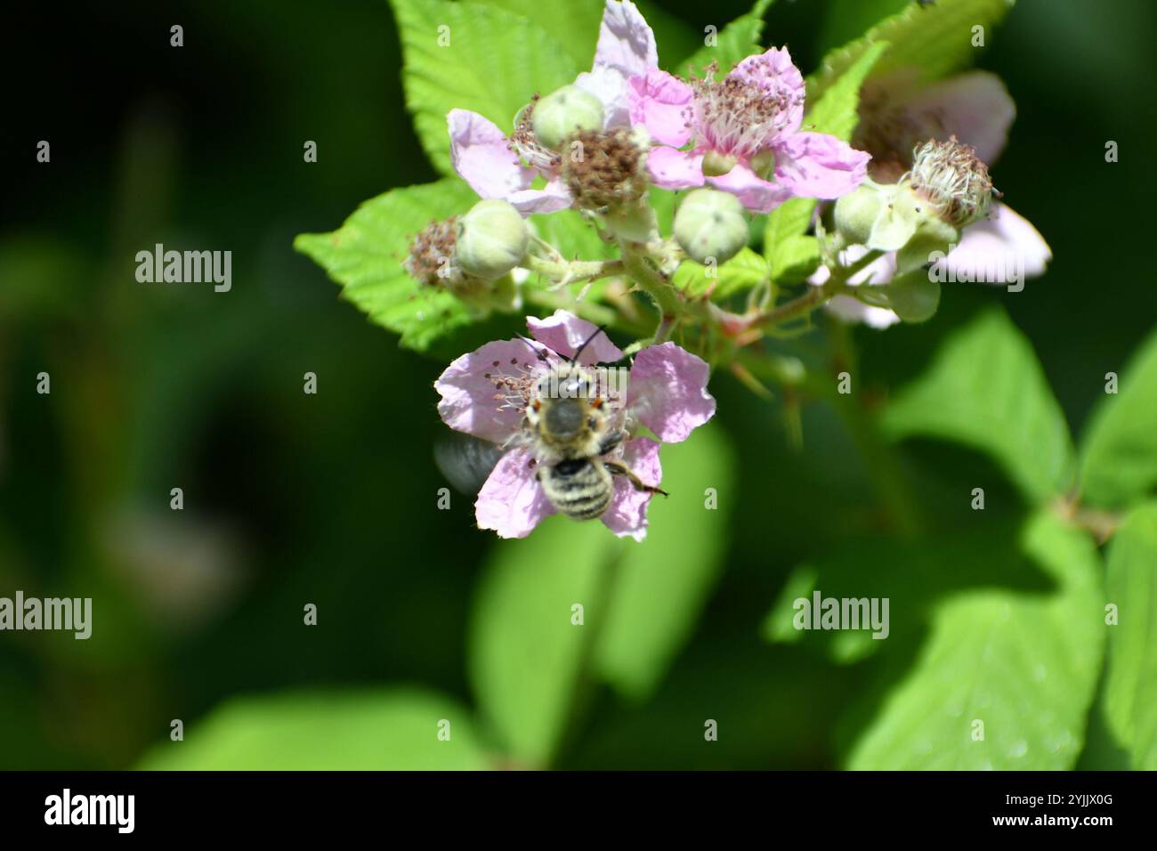 Western Leafcutter Bee (Megachile perihirta Stock Photo - Alamy