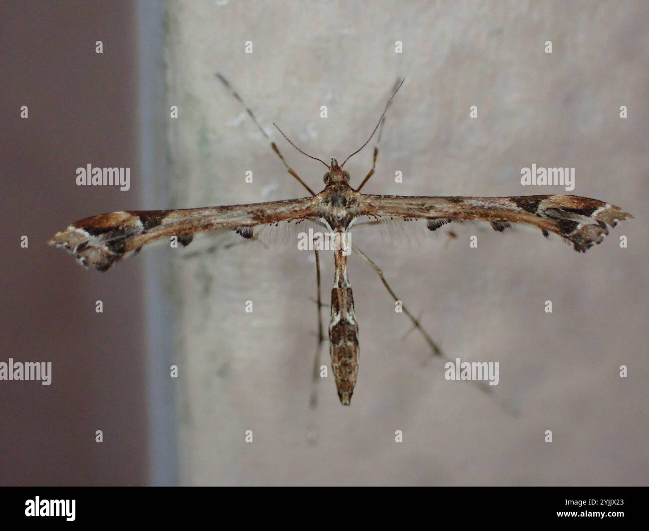 Beautiful Plume Moth (Amblyptilia acanthadactyla Stock Photo - Alamy