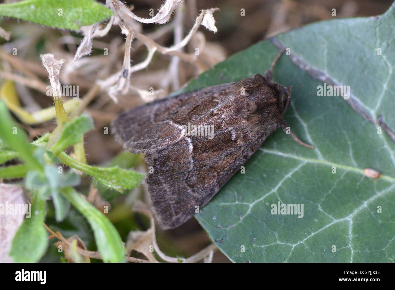 Straw underwing hi-res stock photography and images - Alamy