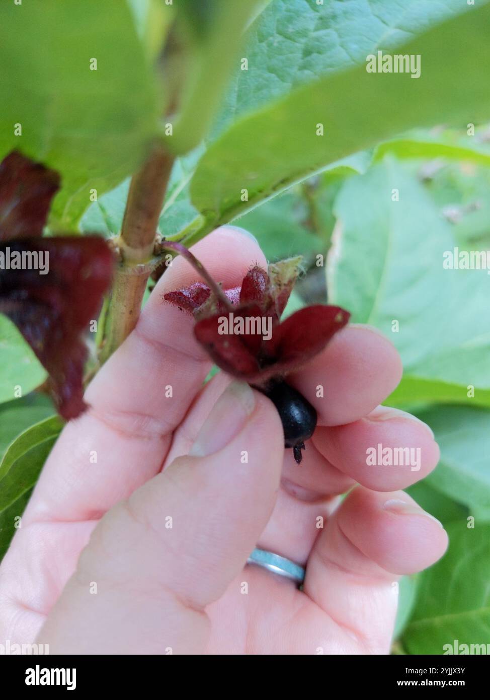 twinberry honeysuckle (Lonicera involucrata Stock Photo - Alamy