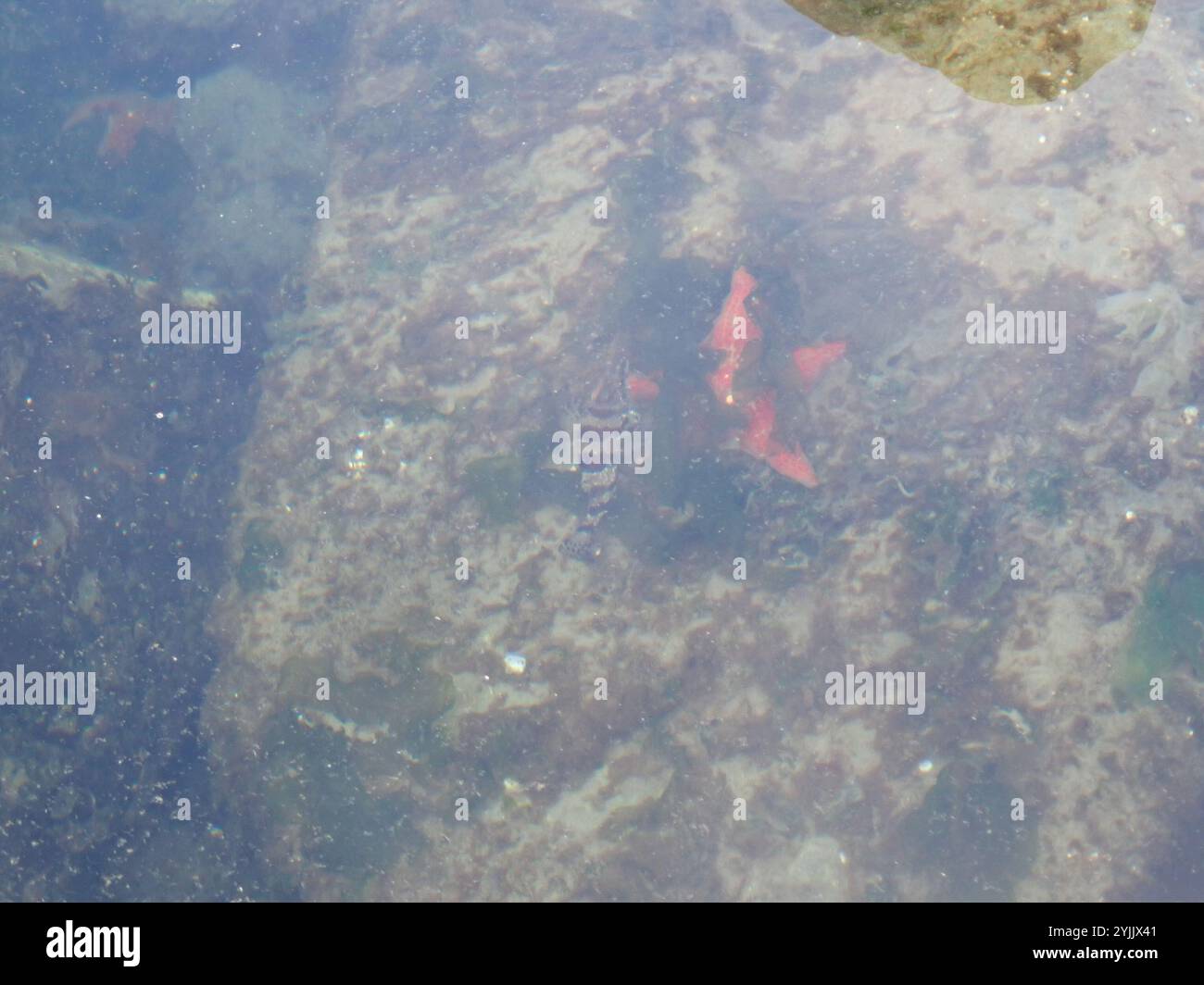 Painted Greenling (Oxylebius pictus Stock Photo - Alamy