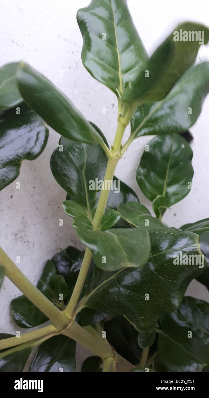 Taupata (Coprosma repens Stock Photo - Alamy