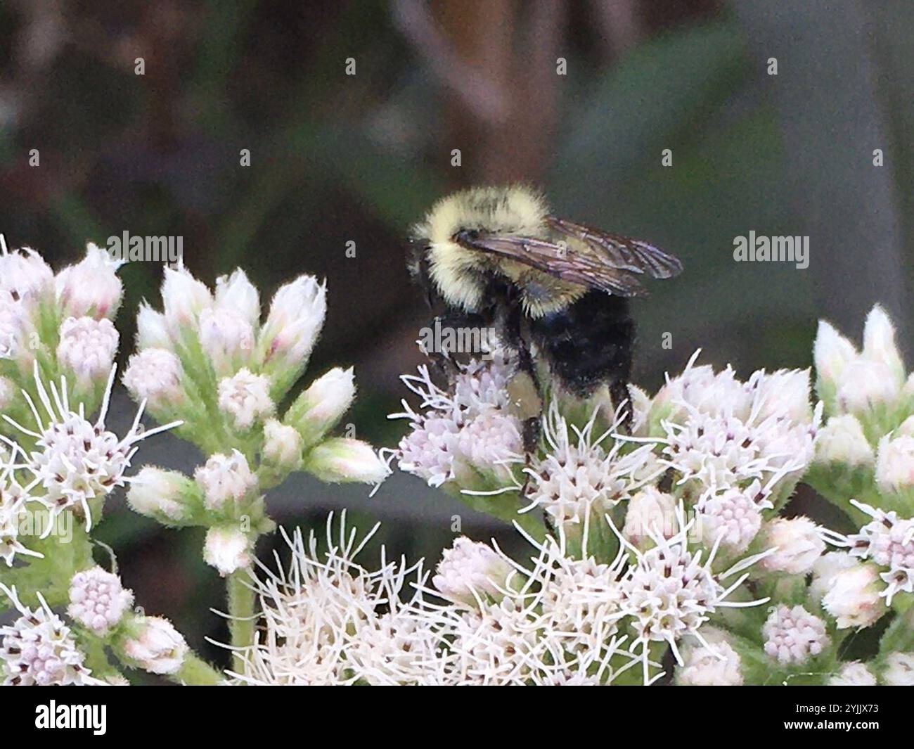Half-black Bumble Bee (Bombus vagans Stock Photo - Alamy