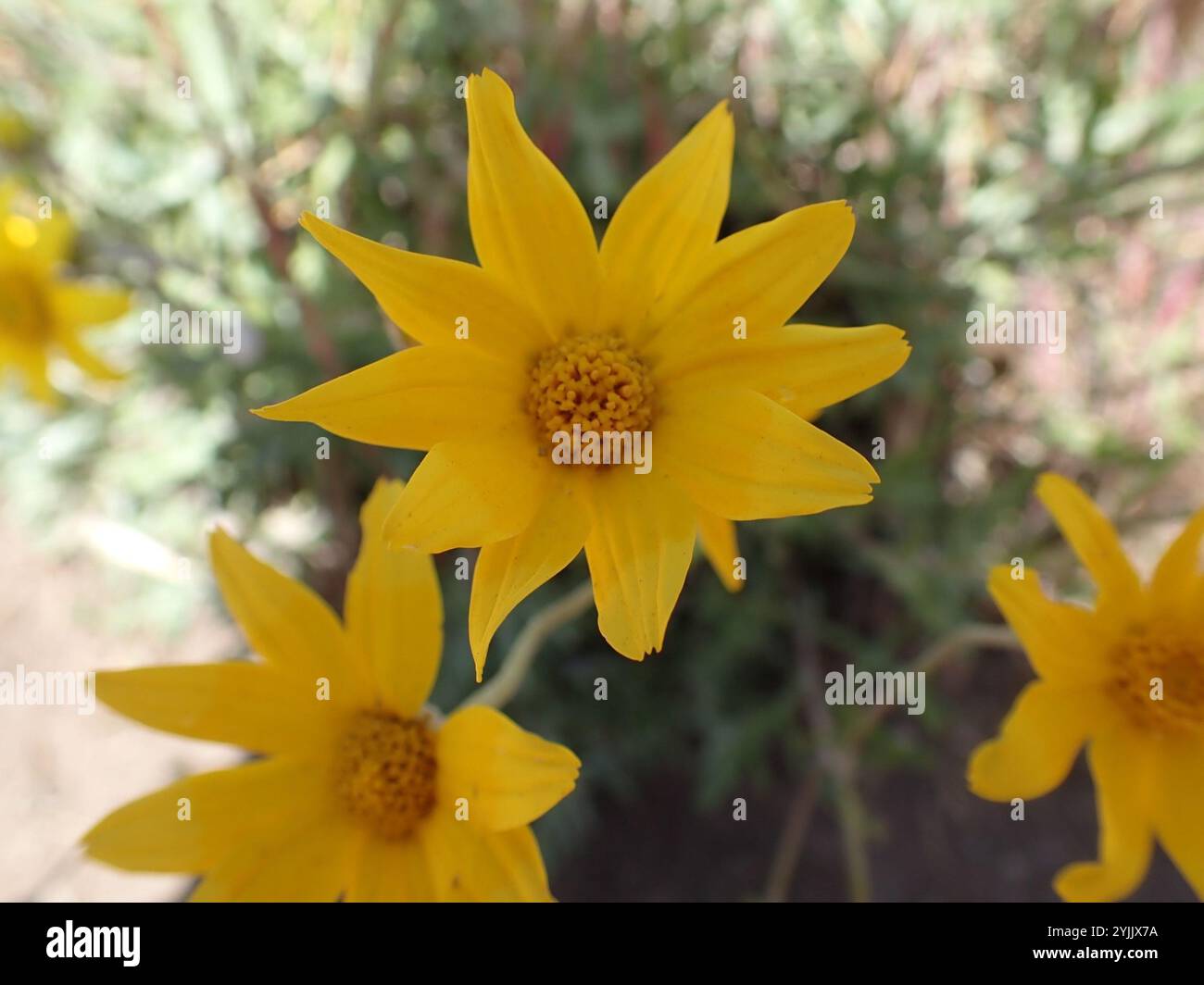 common woolly sunflower (Eriophyllum lanatum Stock Photo - Alamy