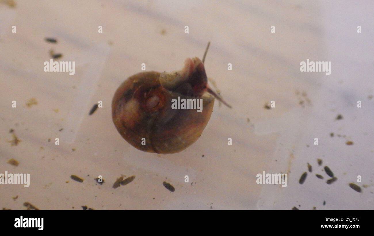 Ramshorn snails planorbidae hi-res stock photography and images - Alamy