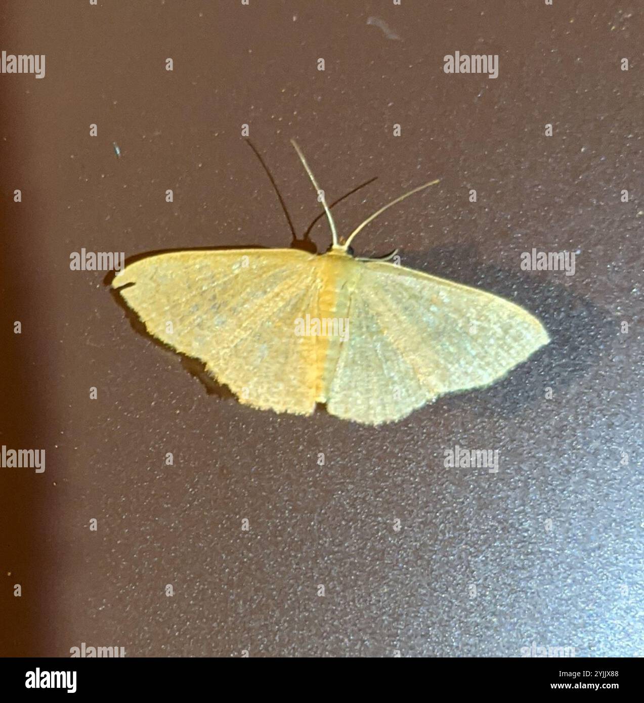 Common Tan Wave (Pleuroprucha insulsaria Stock Photo - Alamy