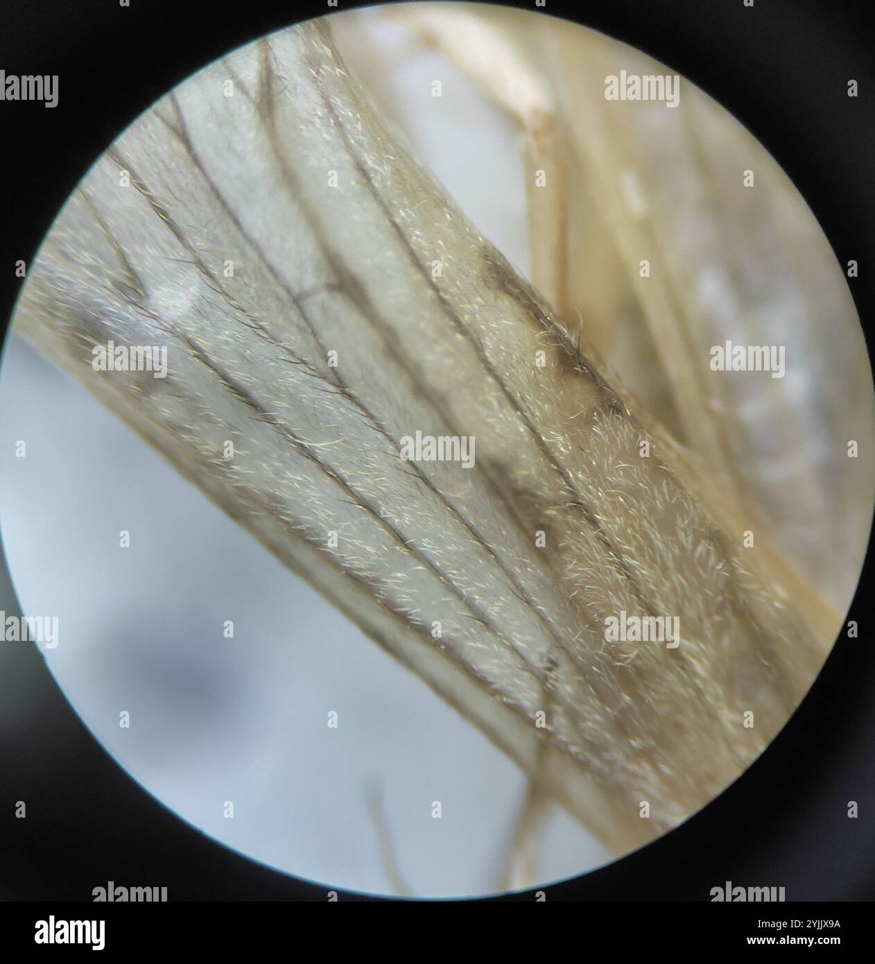 Hydropsyche hi-res stock photography and images - Alamy